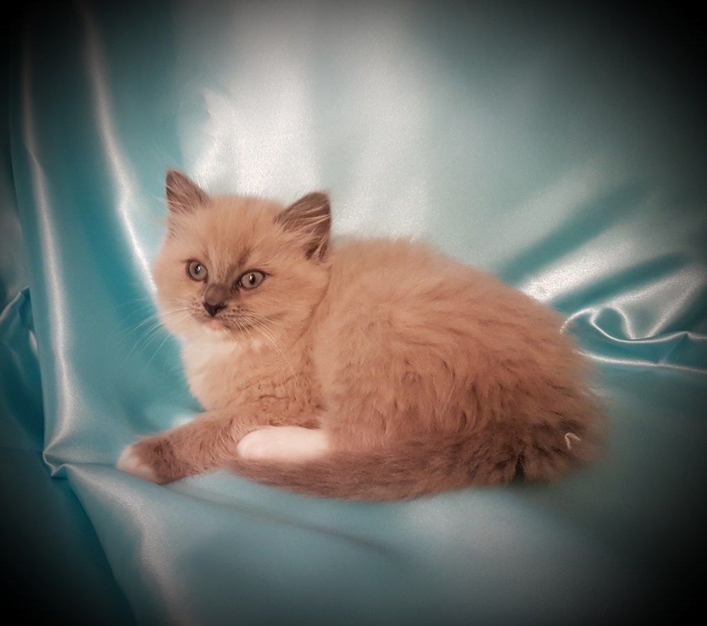 Blue Mitted Mink Ragdoll – Kootenay Ragdolls