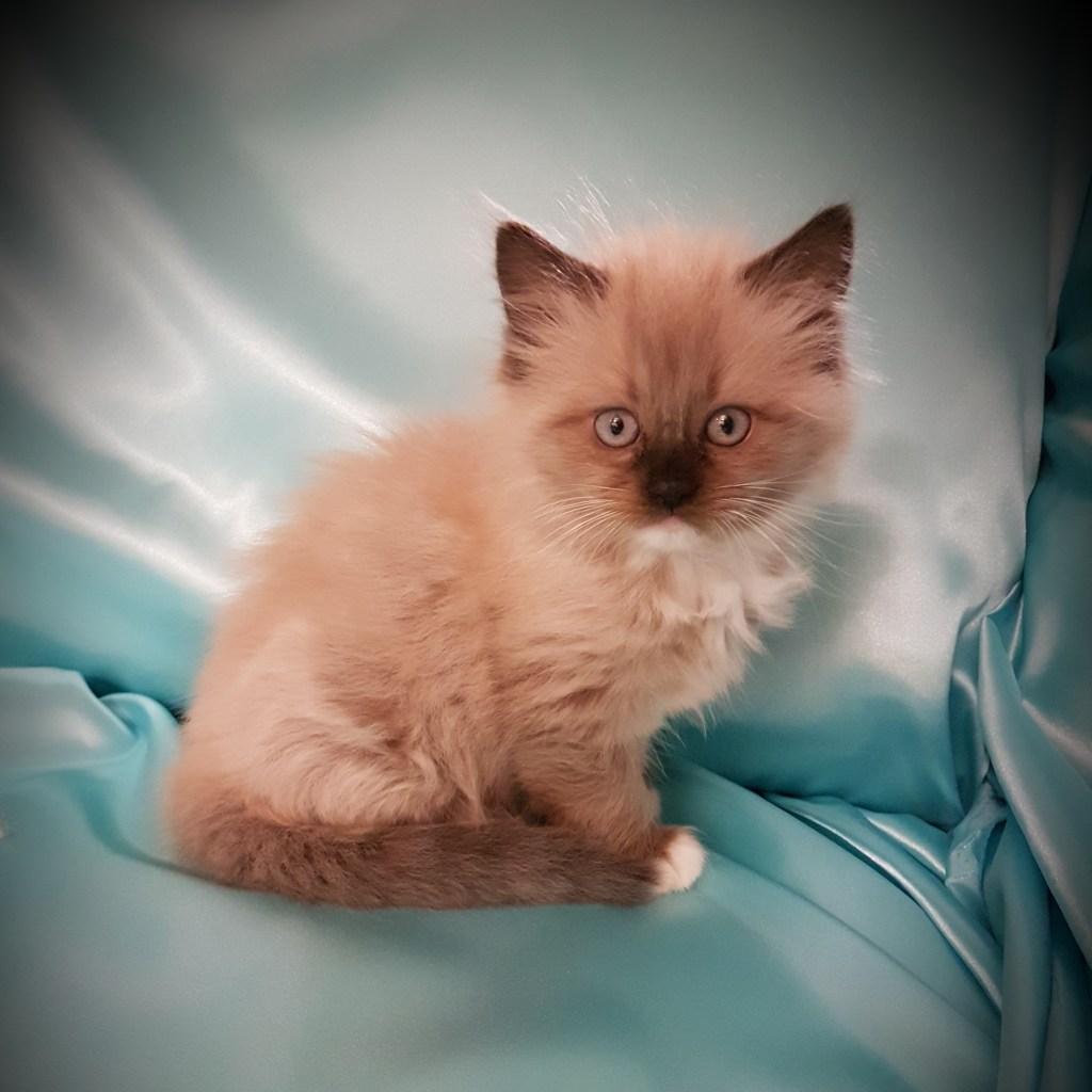 Seal Mitted Mink Ragdoll Female – Kootenay Ragdolls