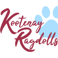 Ragdoll – Kootenay Ragdolls