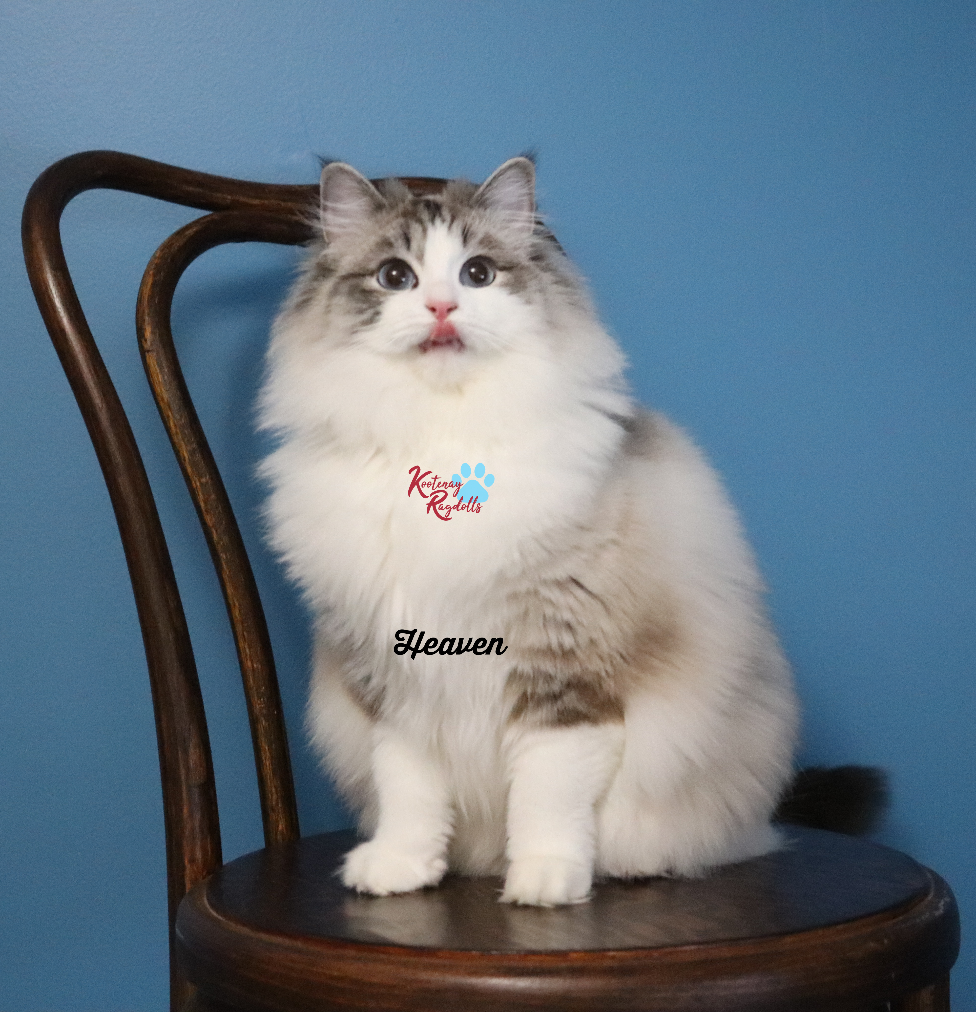 Queens – Kootenay Ragdolls