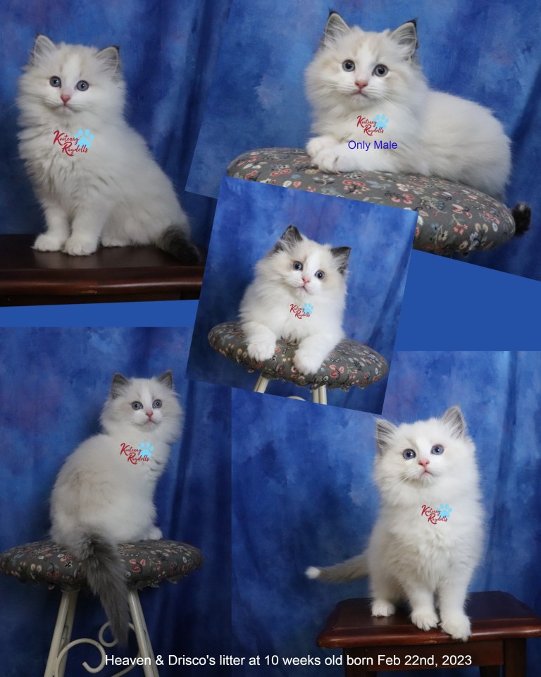 Order Kootenay Ragdoll Prints – Kootenay Ragdolls